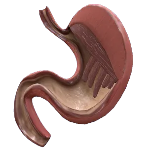 Stomach - on Assemblr Edu
