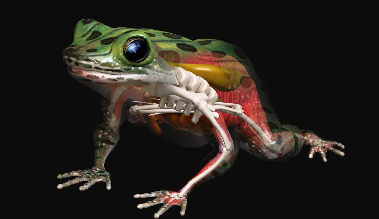 Frog Structure