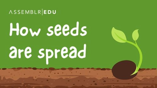 1.3 How seeds are spread - on Assemblr Edu