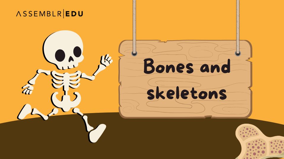 Bones And Skeletons - on Assemblr Edu