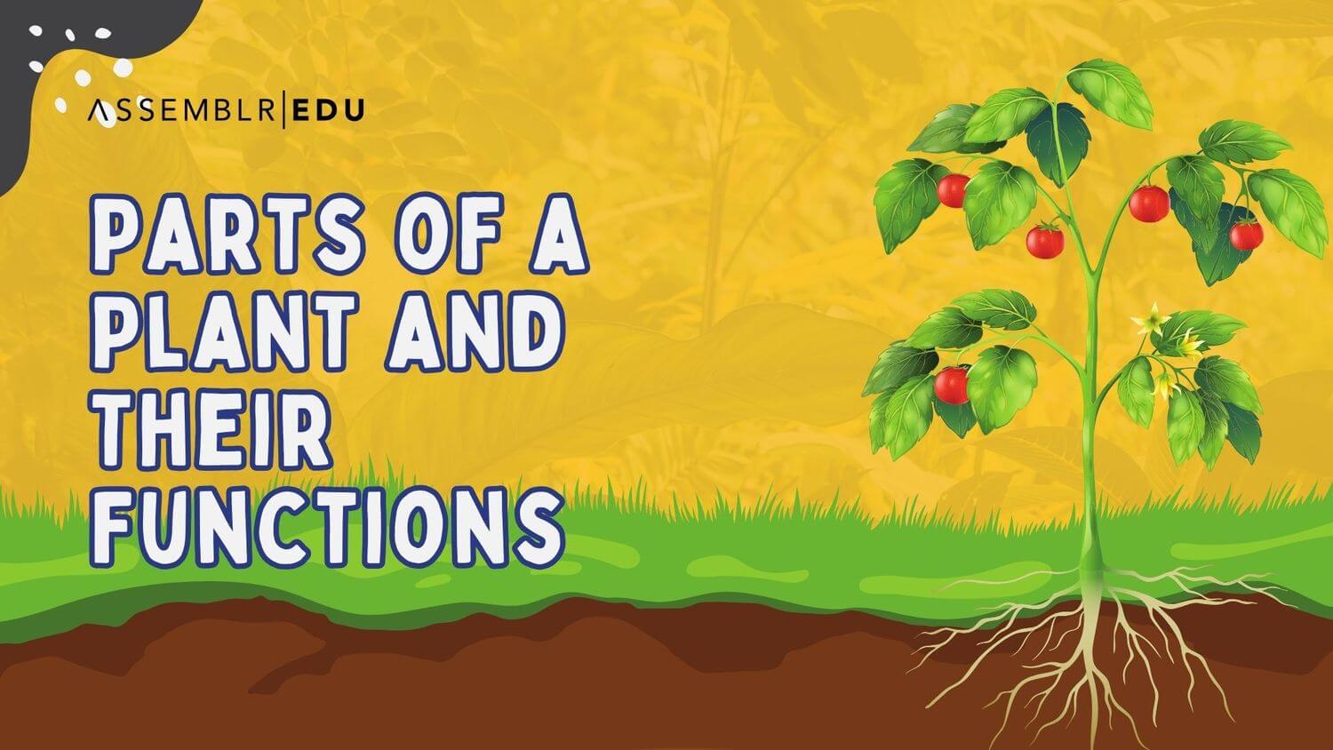 Parts Of A Plant And Their Fuctions - on Assemblr Edu