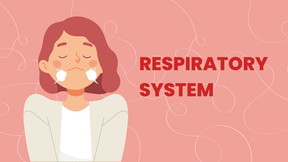 Respiratory System - on Assemblr Edu