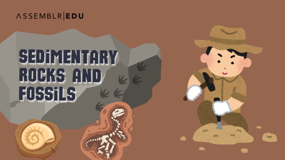 Sedimentary Rocks And Fossils - on Assemblr Edu