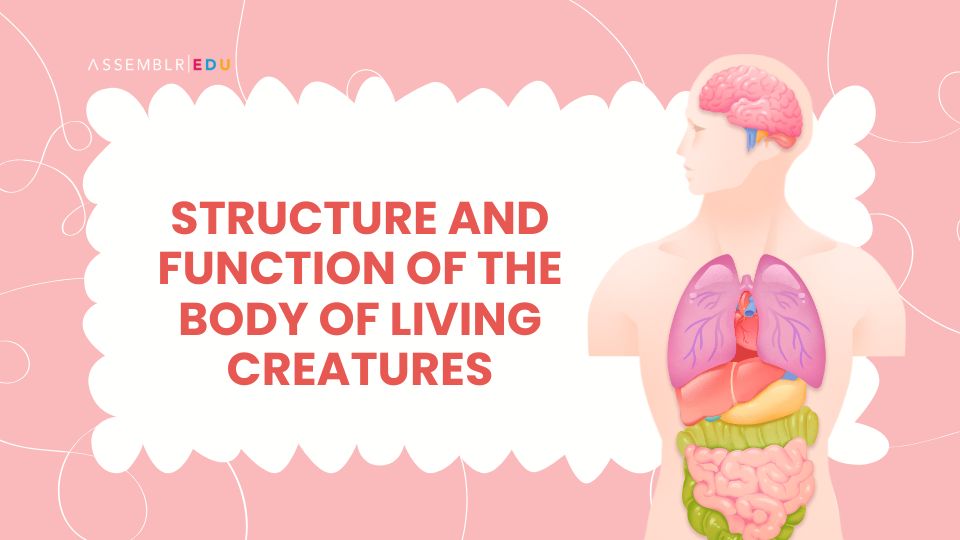 Structure And Function Of Living Organisms' Bodies - on Assemblr Edu