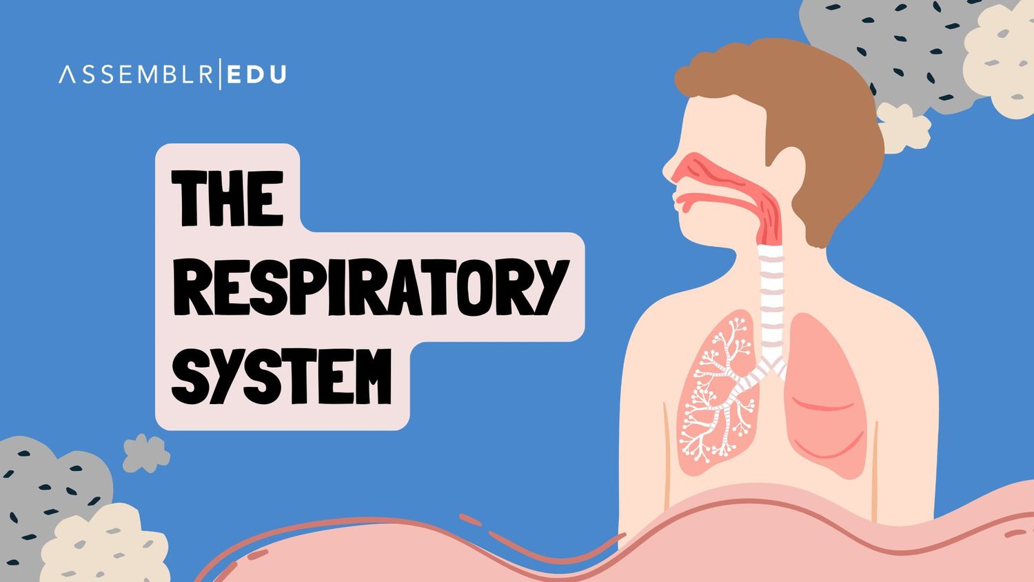 The Respiratory System - on Assemblr Edu